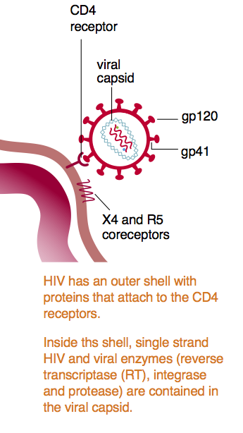 The Hiv Lifecycle In Detail Guides Hiv I Base