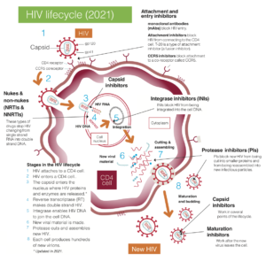 HIV life cycle – how drugs work in different ways | HIV i-Base