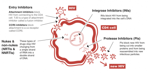 3. 5 How HIV drugs work – main types of drugs | Training manual | HIV i ...