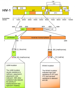 9. Appendix 5: The HIV genome map | HIV i-Base